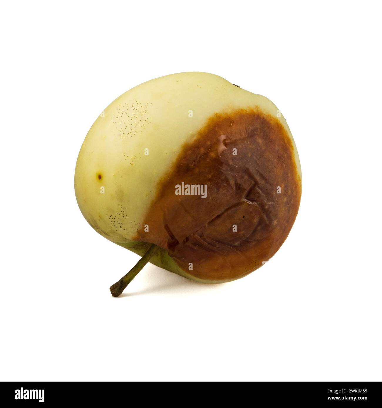 One fresh rotten apple Cut Out Stock Images & Pictures - Alamy