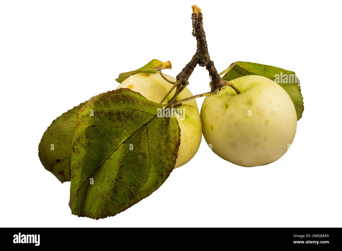 Bad apples, rotten fruit A rotten apple. Isolated in white background ...