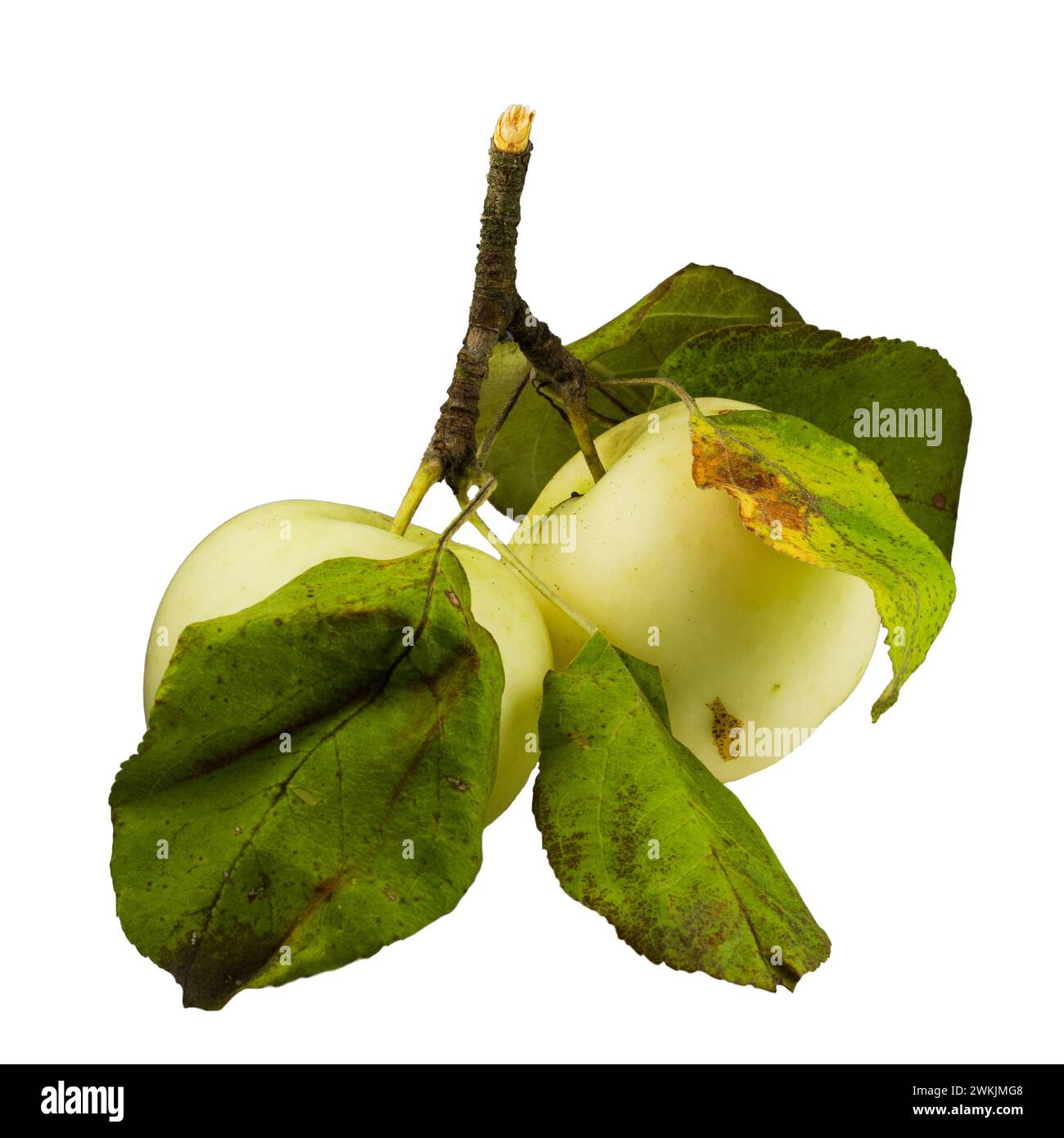 Bad apples, rotten fruit A rotten apple. Isolated in white background ...