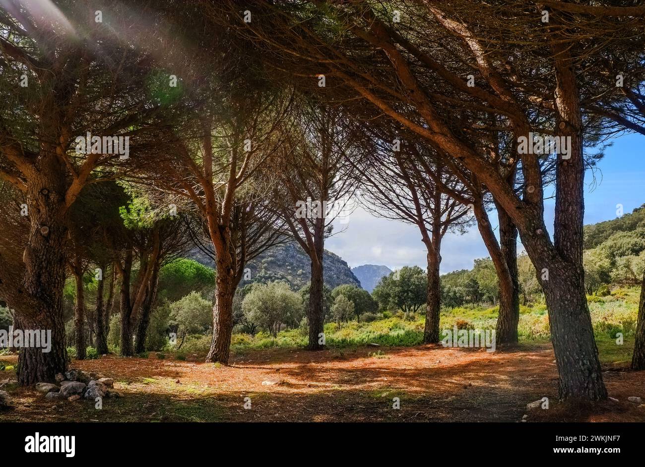 Pinata trees hi-res stock photography and images - Alamy