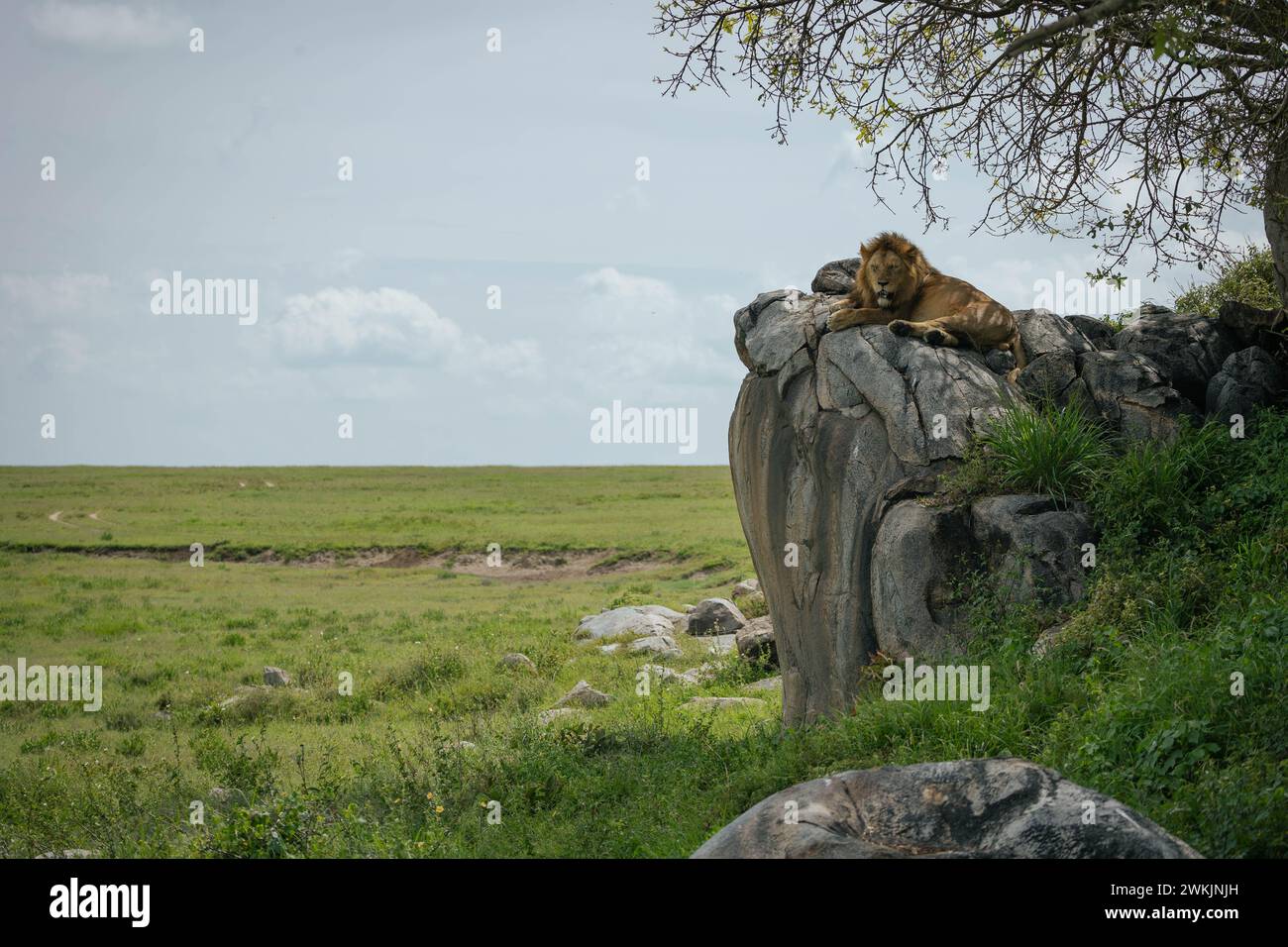 Parc lion et safari hi-res stock photography and images - Alamy