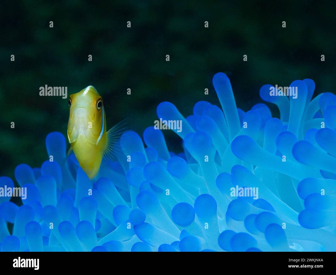 Bright Coral Reef Fish Underwater Image Of Colorful Bright Corals And