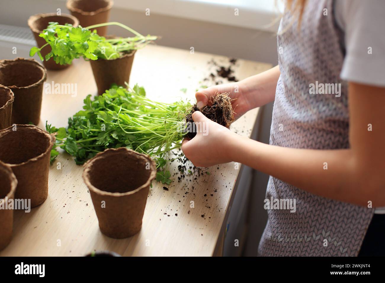 Preparing seedlings for planting in the ground. Growing microgreens at home. Seedlings and ...
