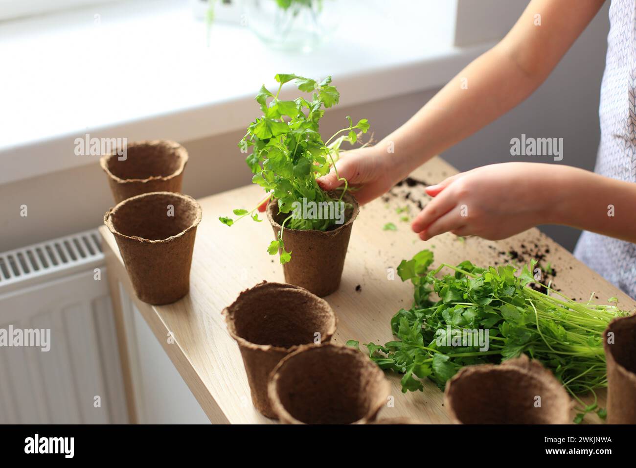 Preparing seedlings for planting in the ground. Growing microgreens at home. Seedlings and ...