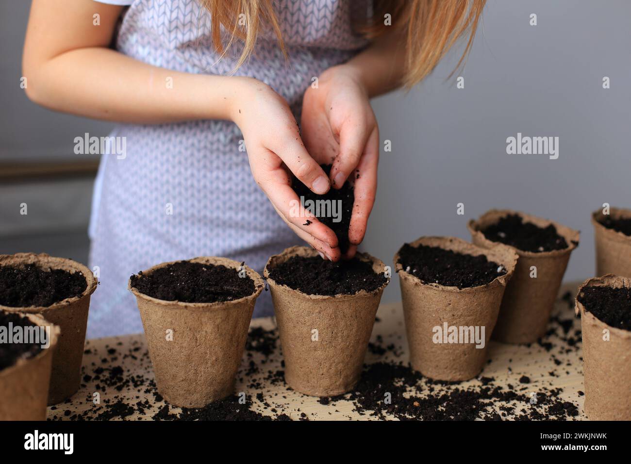 Preparing seedlings for planting in the ground. Growing microgreens at home. Seedlings and ...