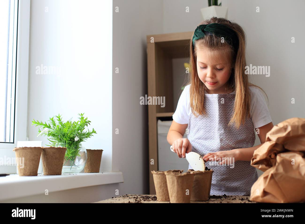 Preparing seedlings for planting in the ground. Growing microgreens at ...