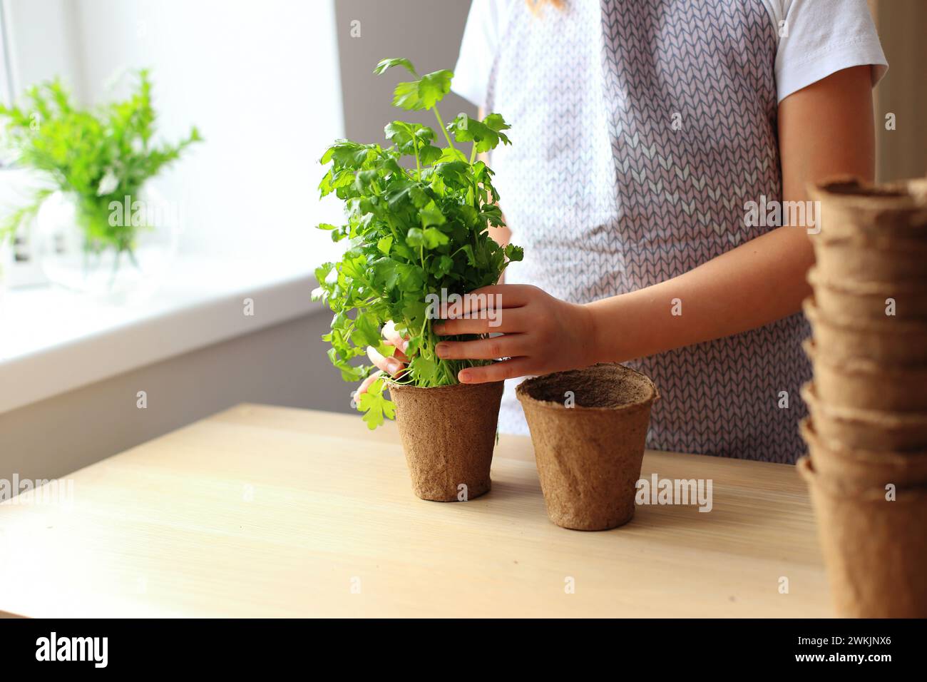 Preparing seedlings for planting in the ground. Growing microgreens at ...