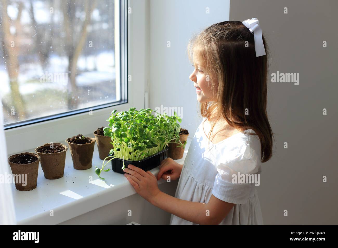 Preparing seedlings for planting in the ground. Growing microgreens at ...