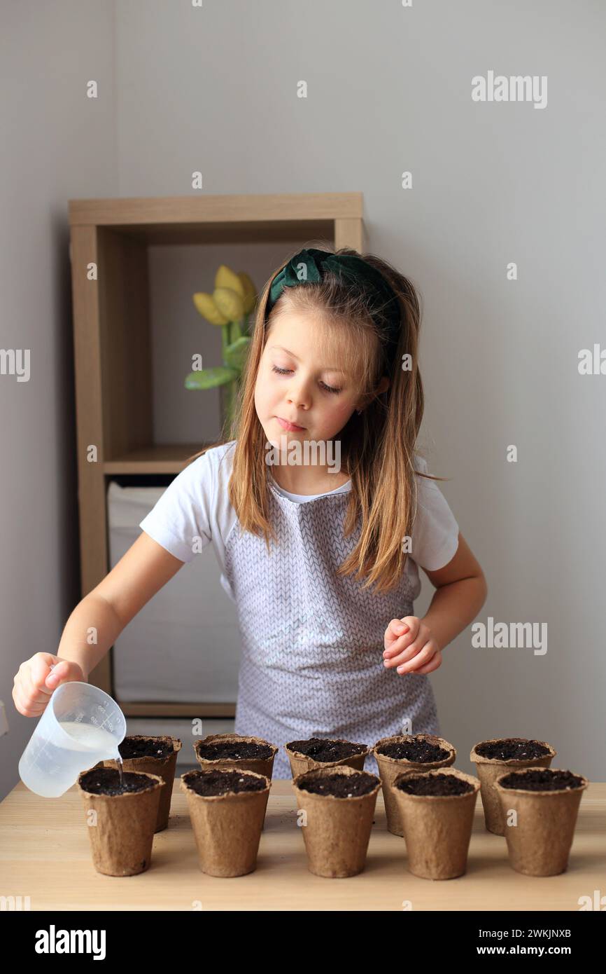 Preparing seedlings for planting in the ground. Growing microgreens at ...