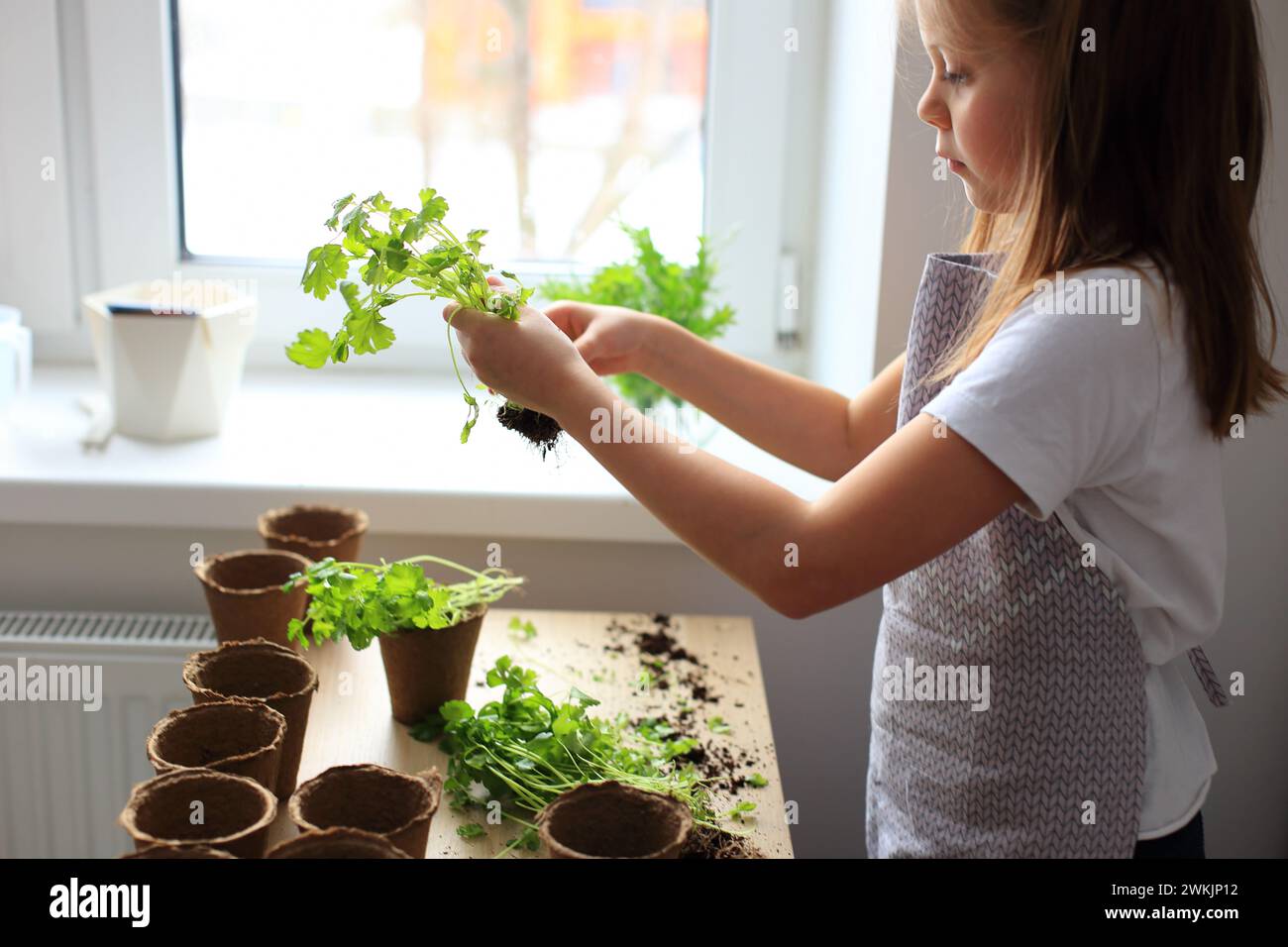 Preparing seedlings for planting in the ground. Growing microgreens at ...
