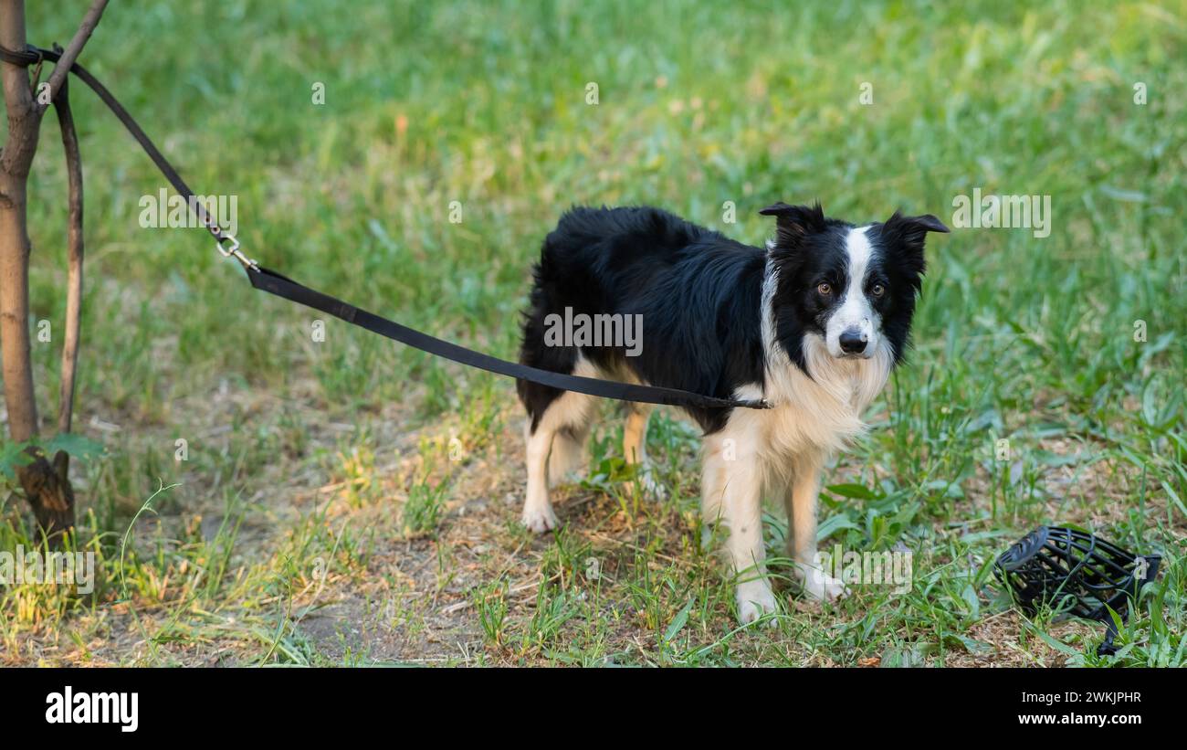 Black and white border collie tied by a leash to a tree Stock Photo - Alamy