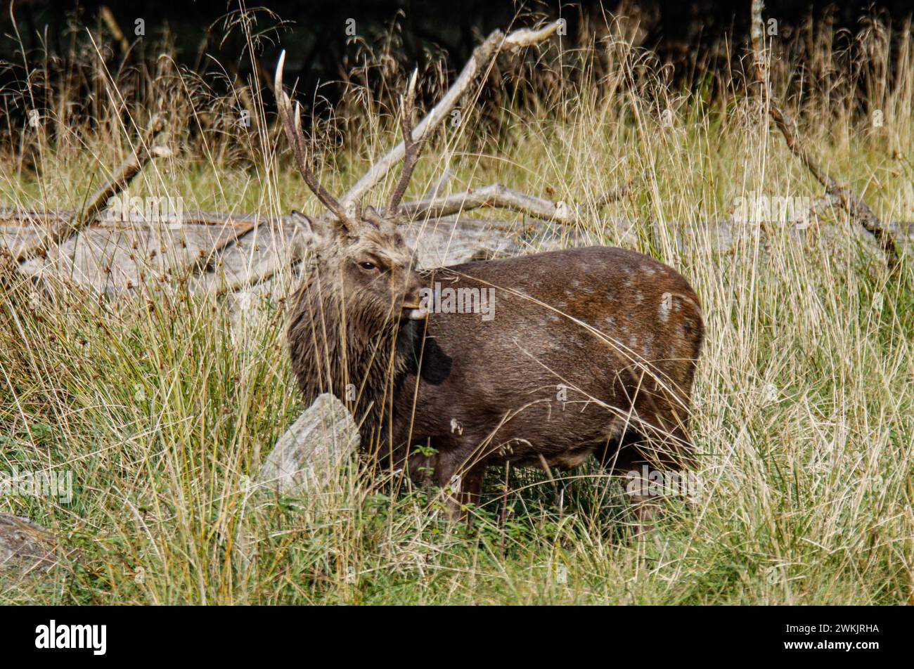 Sika deer in the meadow, Dyrehaven natural park, Denmark Stock Photo ...