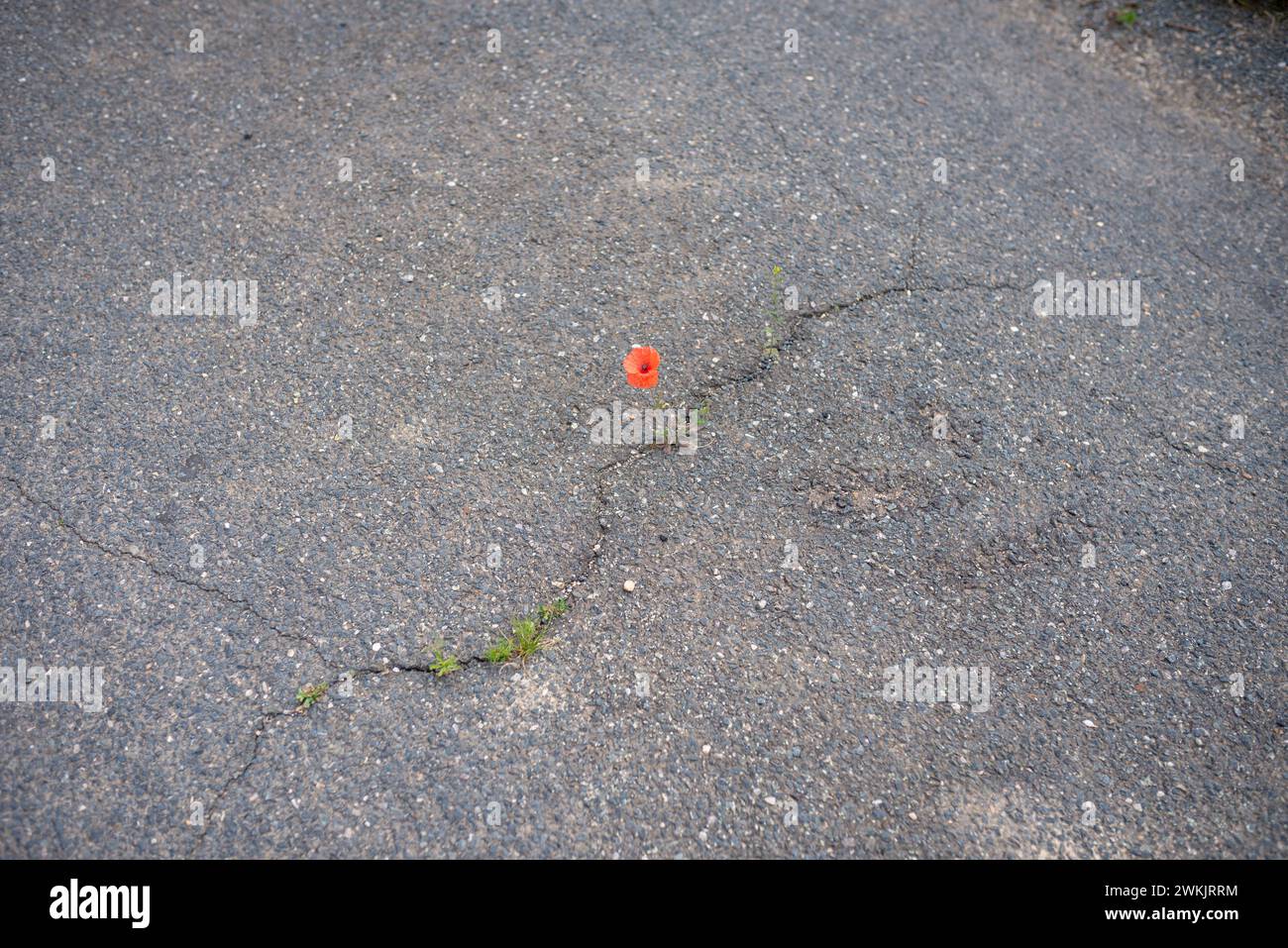 The miracle of nature. Most impossible places for flowering plants. A ...