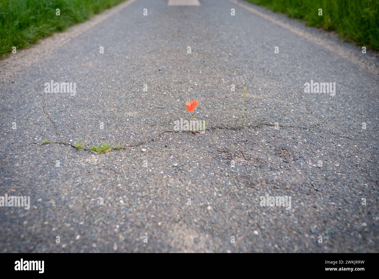 The miracle of nature. Most impossible places for flowering plants. A ...