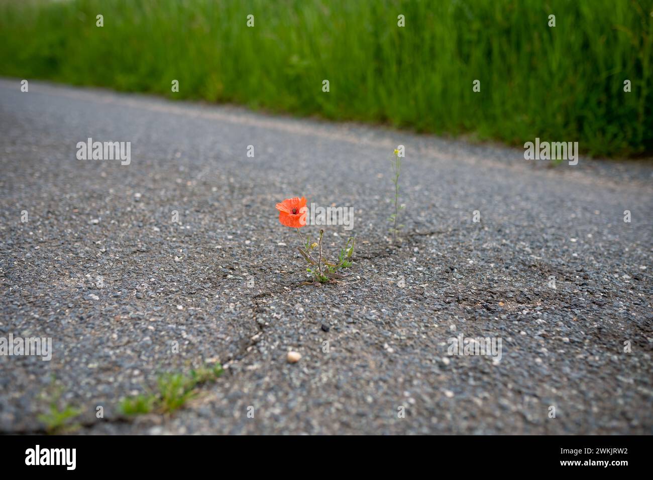 The miracle of nature. Most impossible places for flowering plants. A ...