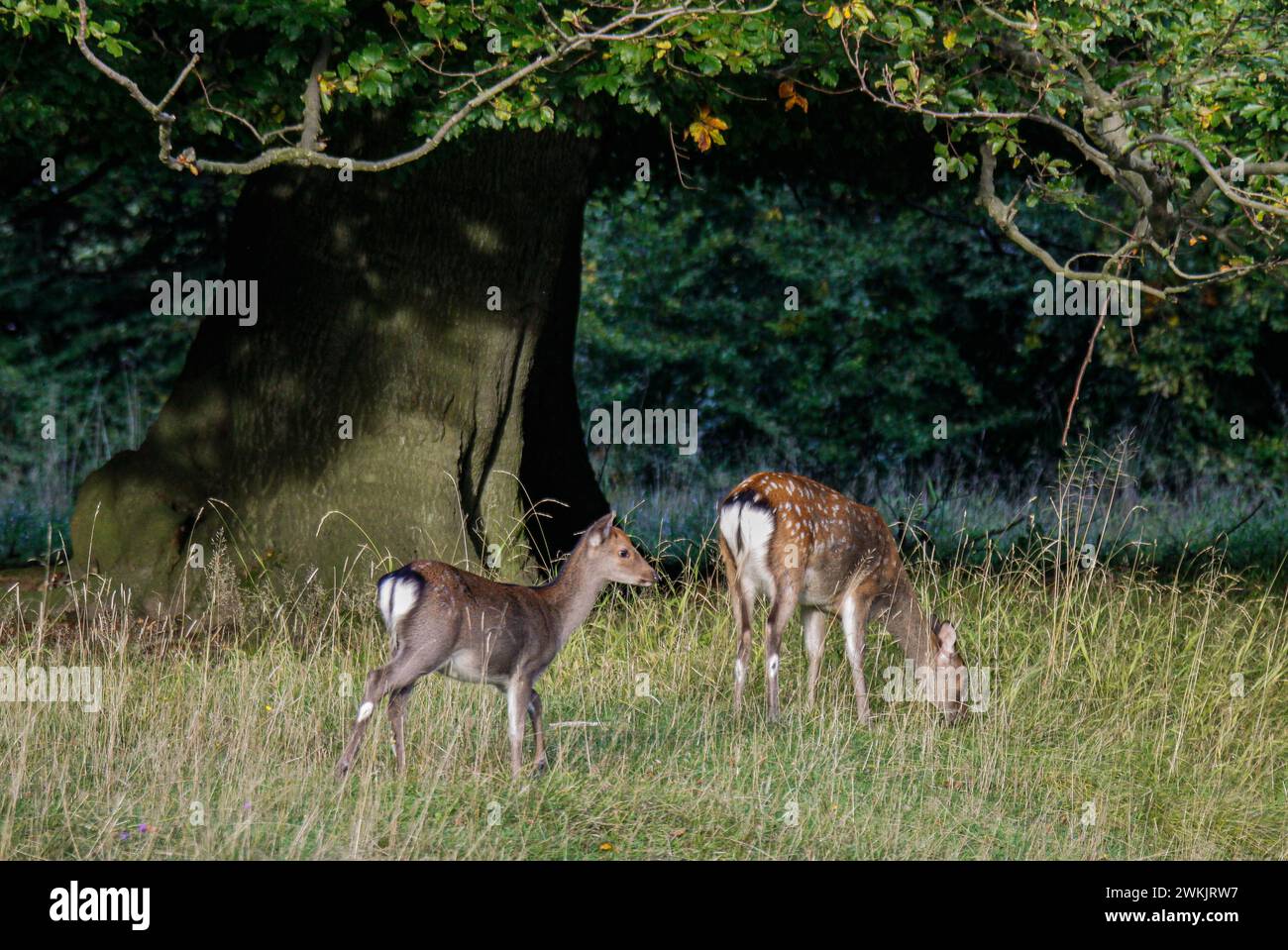 Fallow deer female and her young in front of a big oak tree in the ...