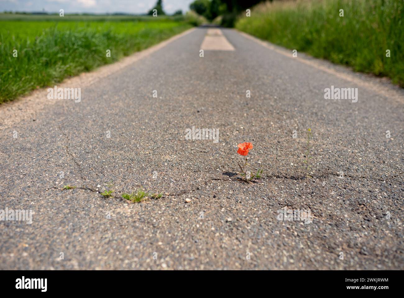 The miracle of nature. Most impossible places for flowering plants. A ...