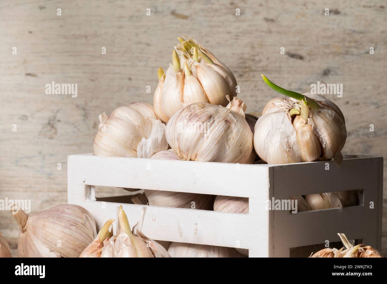 Close up view of sprouted dry garlic, healthy food ingredient ...