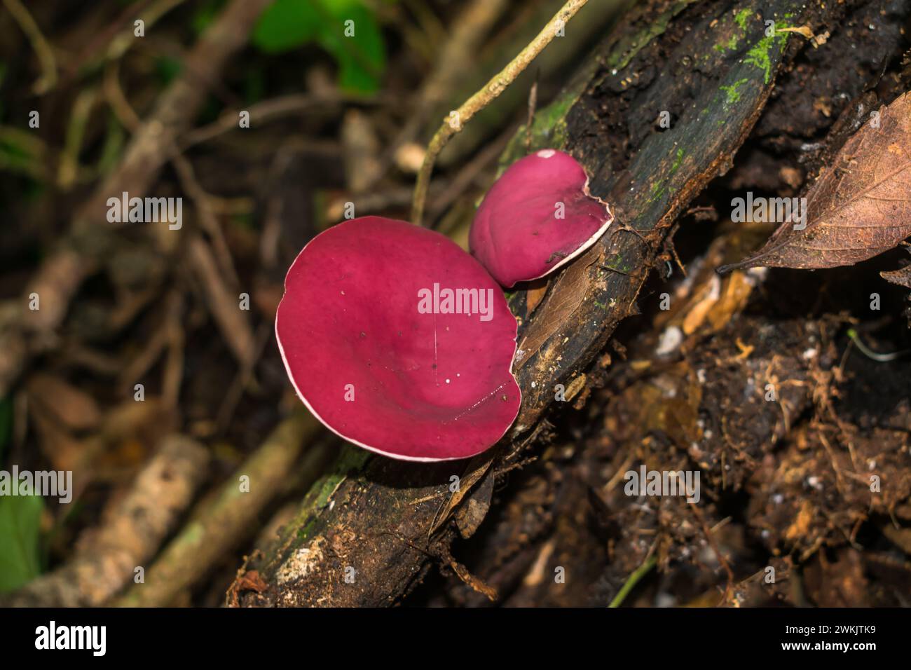 Phillipsia domingensis, edible wild fungi in Sao Francisco de Paula ...