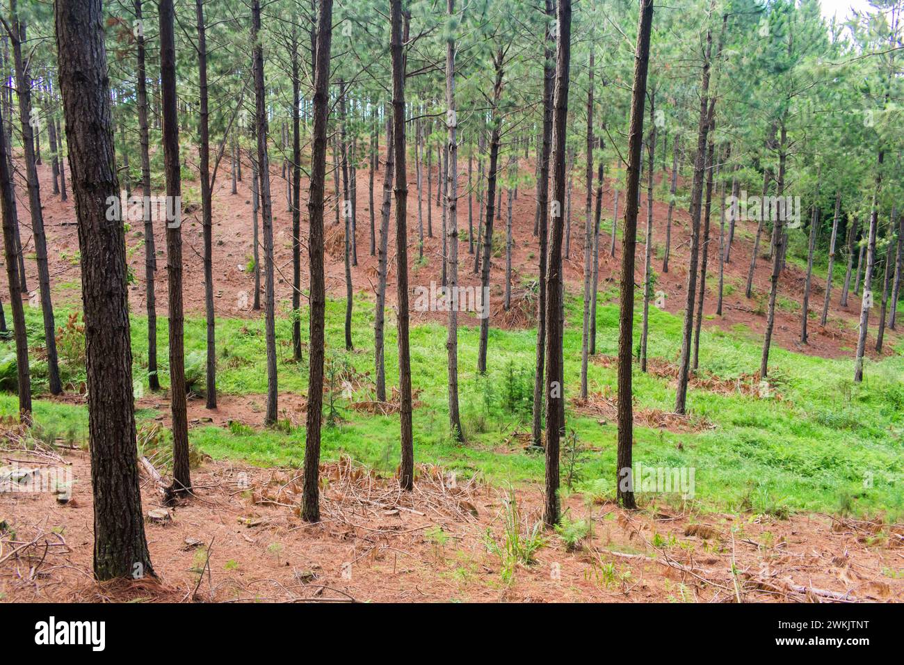 Pine plantation (Pinus sp.) with young thin trees in Sao Francisco de ...