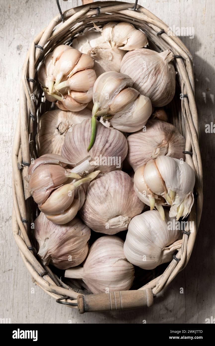Close up view of sprouted dry garlic, healthy food ingredient ...