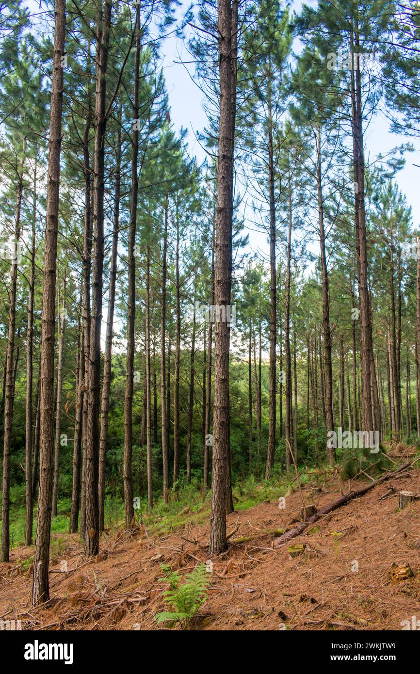 Pine plantation (Pinus sp.) with young thin trees in Sao Francisco de ...