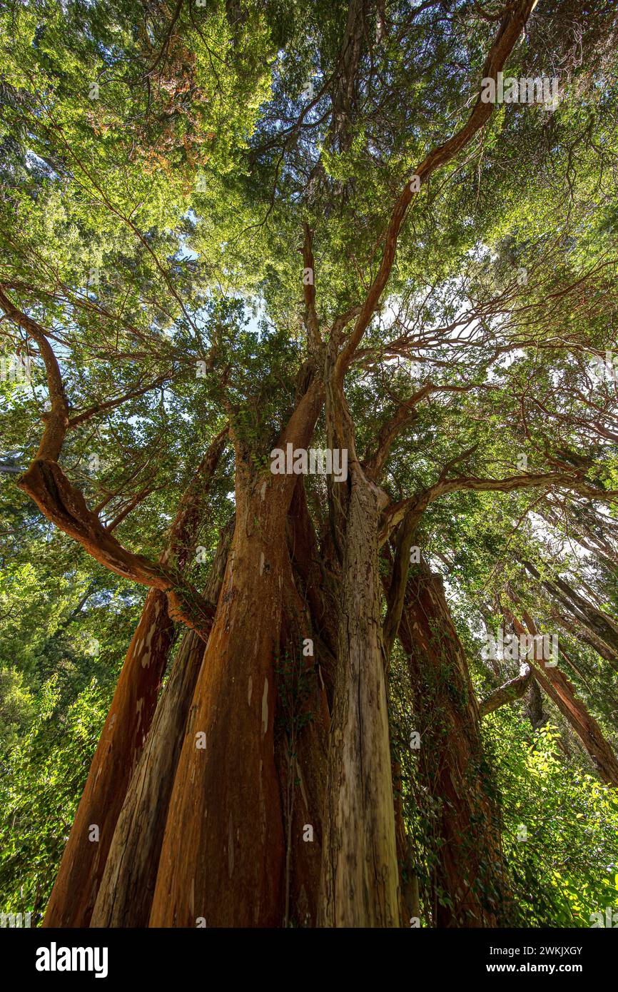 looking at these beautiful trees in the middle of the trail in ...