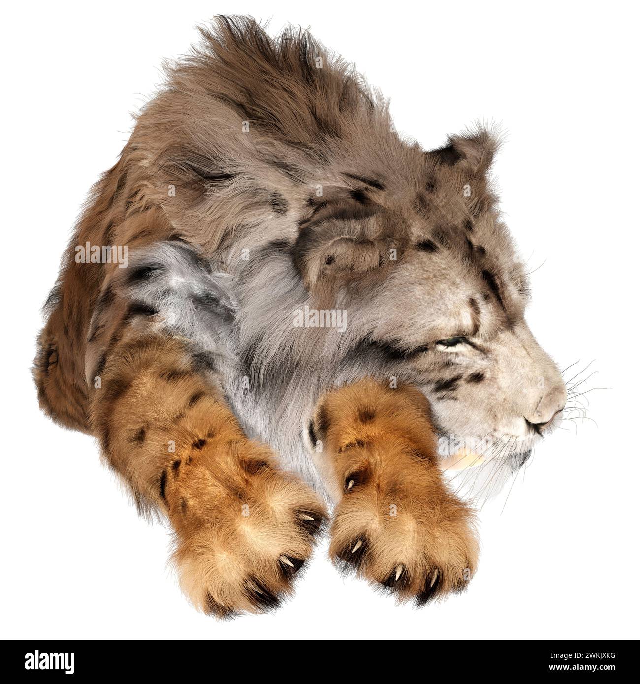 3D rendering of a sabertooth tiger isolated on white background Stock ...