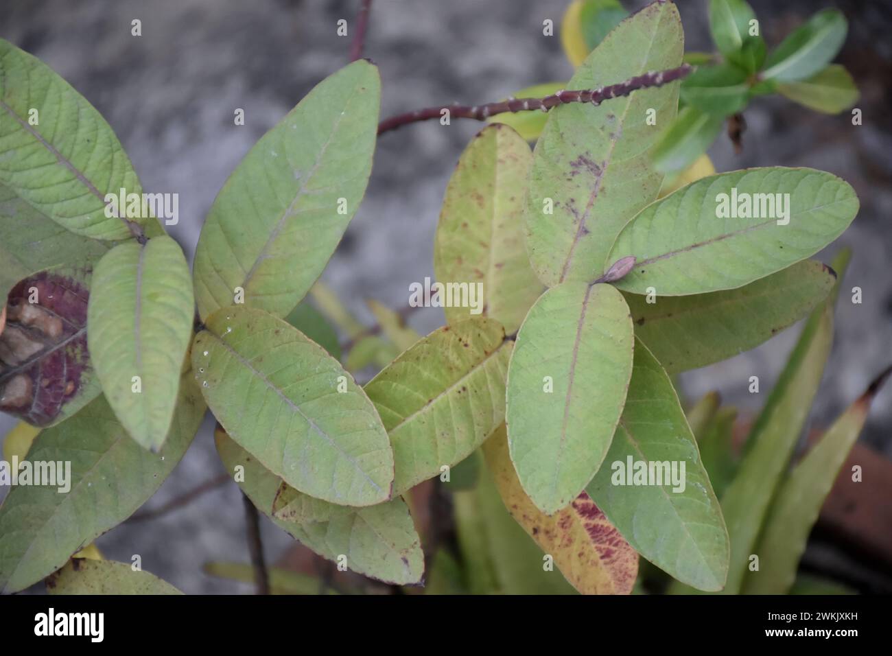 A close up picture of guava leaves Stock Photo - Alamy