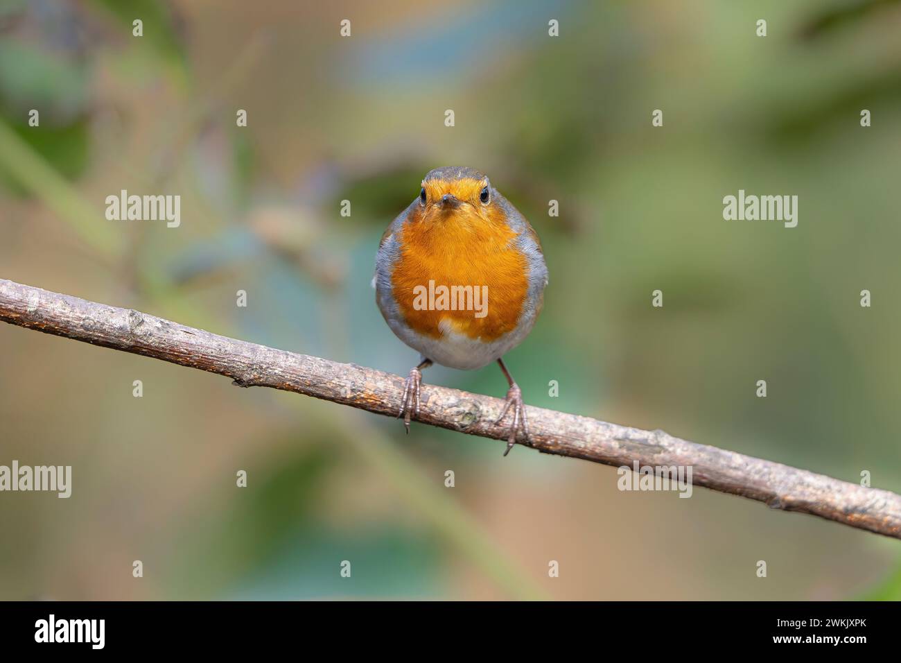 Side view robin bird on hi-res stock photography and images - Alamy