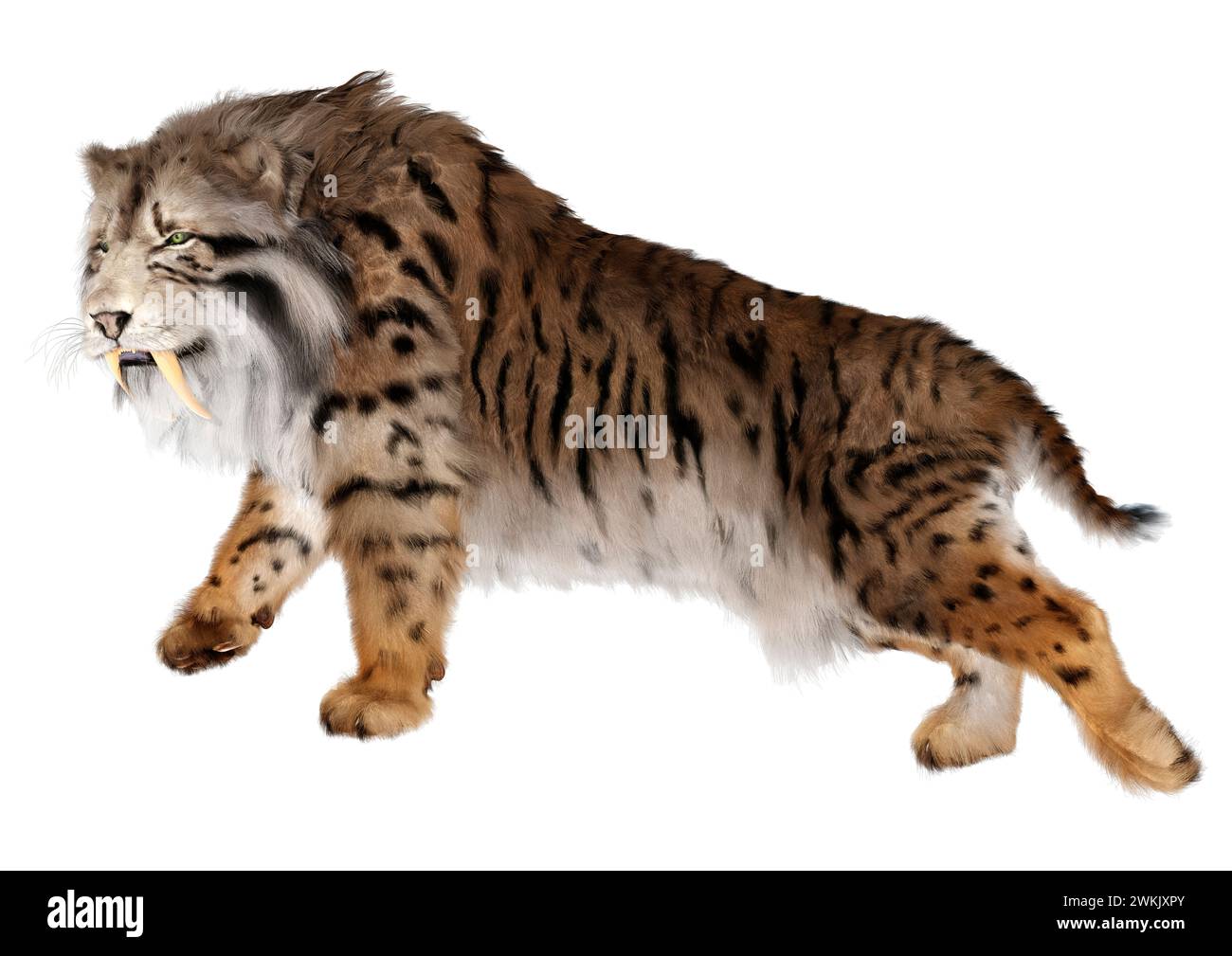 3D rendering of a sabertooth tiger isolated on white background Stock ...