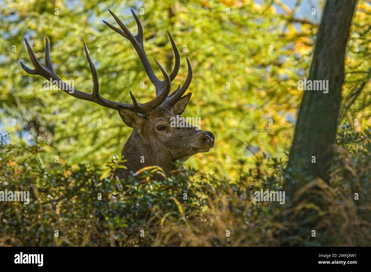 Portrait of a red deer male in the forest of swiss alps, canton du ...