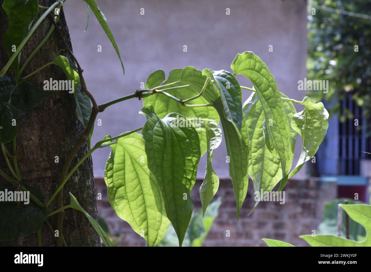 Choi jhal plant hi-res stock photography and images - Alamy