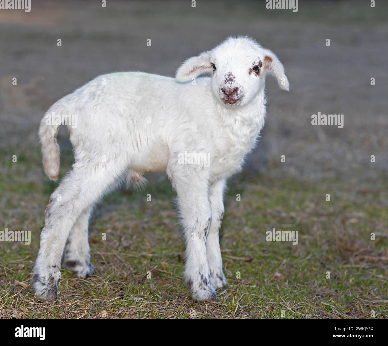 One lamb standing on a pasture hi-res stock photography and images - Alamy