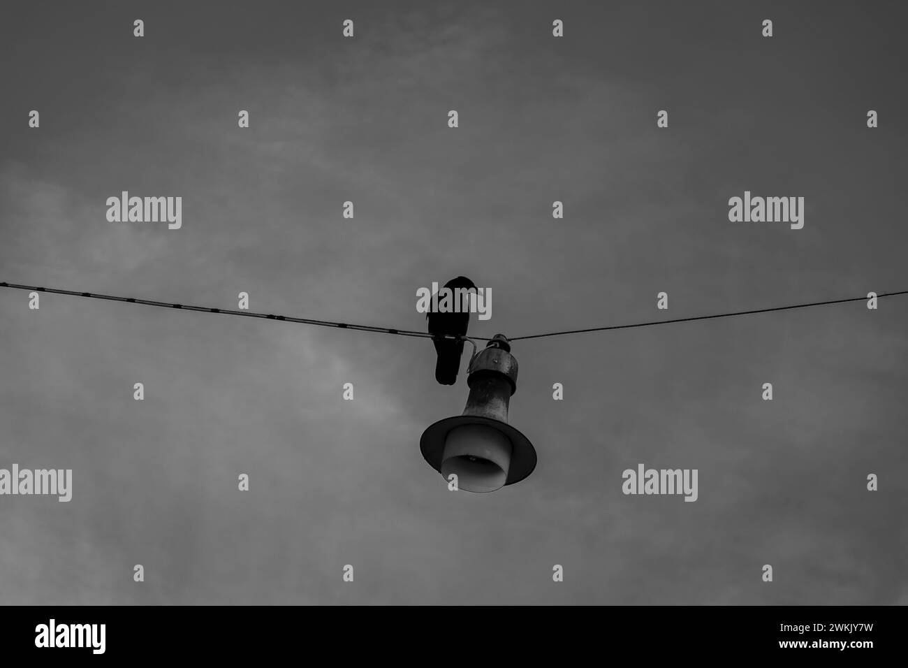 Black and white photo of a crow sitting on a power line next to a lamp ...