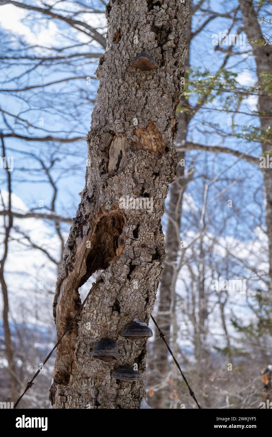 Walk in the woods showing detail of diseased bark on a tree Stock Photo ...