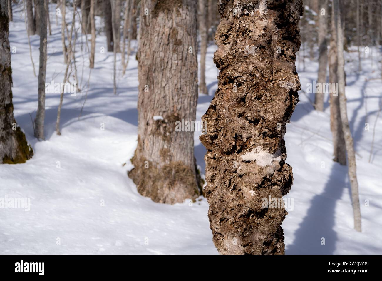 Walk in the woods showing detail of diseased bark on a tree Stock Photo ...