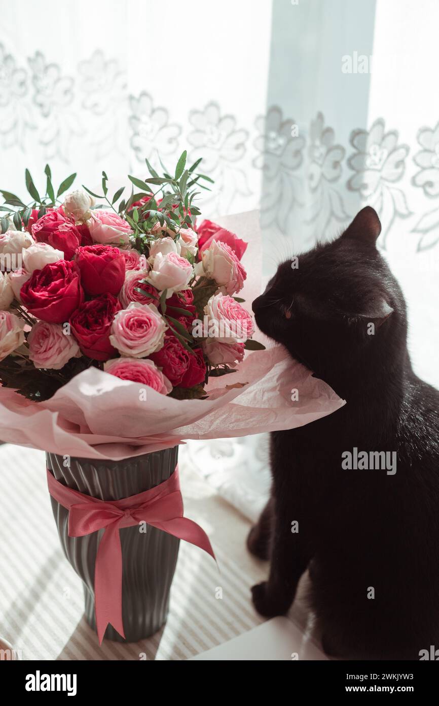 Cat sniffing at rose hi-res stock photography and images - Alamy
