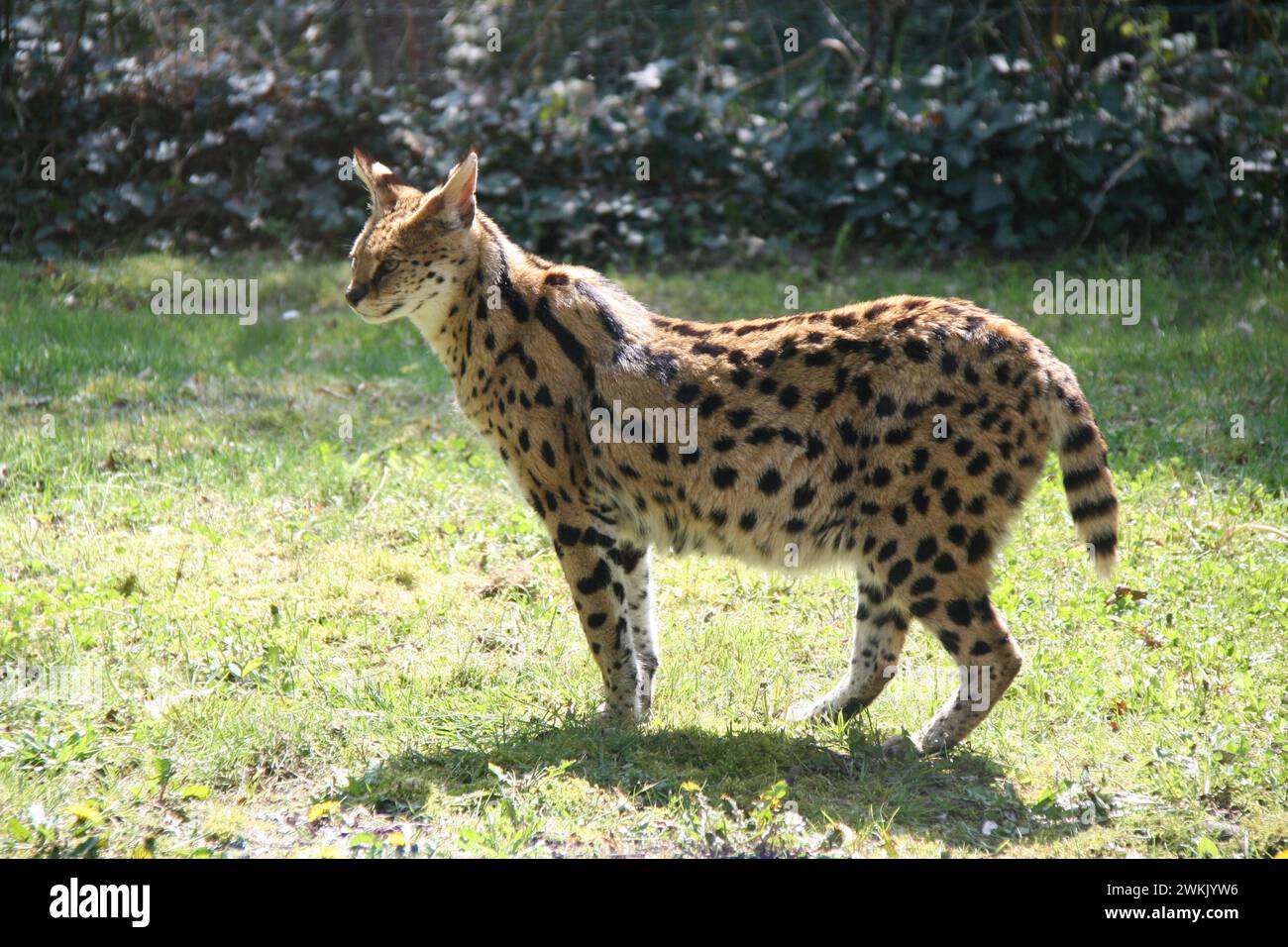 Serval felin hi-res stock photography and images - Alamy