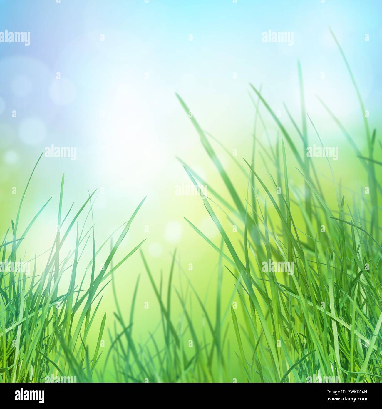 Fresh and green leaves green bokeh on nature abstract blur background ...