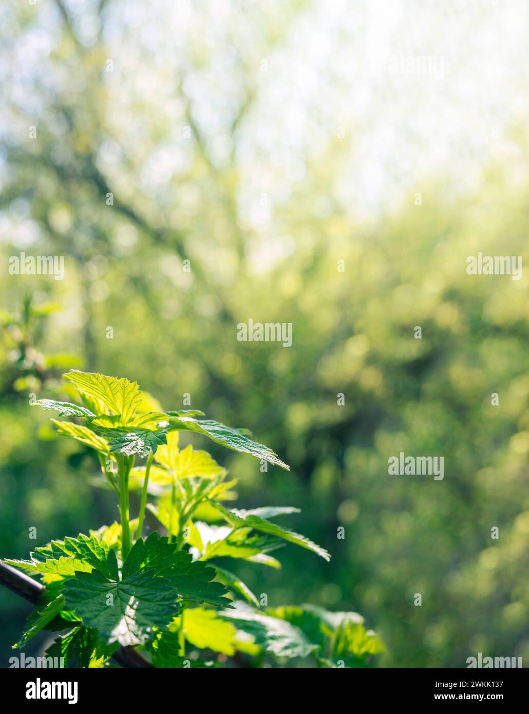 Spring background with young raspberry leaves on a bush in the garden ...
