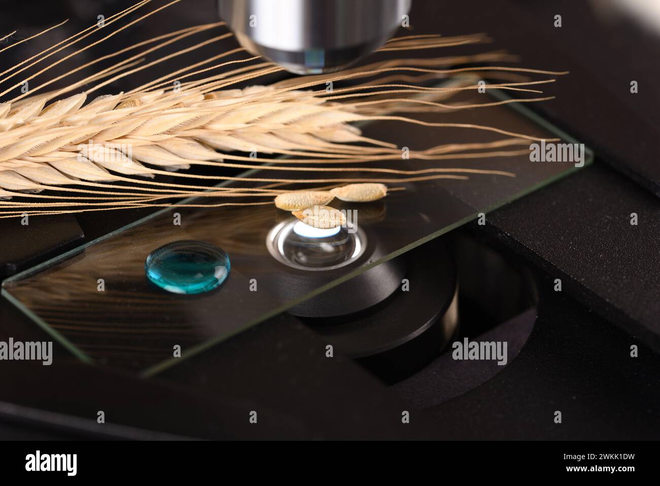Wheat grain on the microscope slide under microscope Stock Photo - Alamy