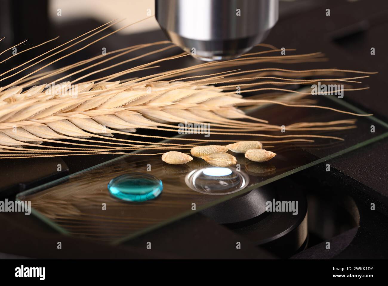 Wheat grain on the microscope slide under microscope Stock Photo - Alamy