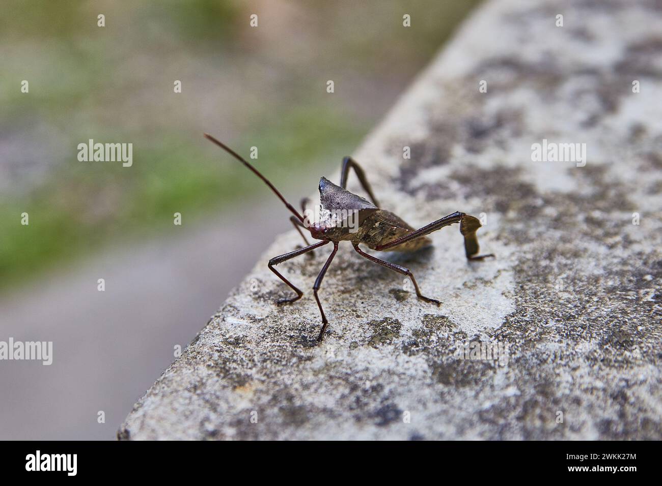 Stink Bug on Textured Concrete, Macro Perspective Stock Photo - Alamy