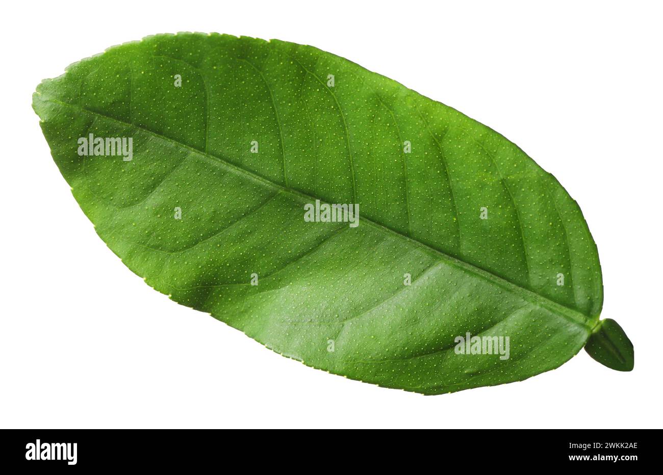 Green leaf of lemon tree isolated on white Stock Photo - Alamy