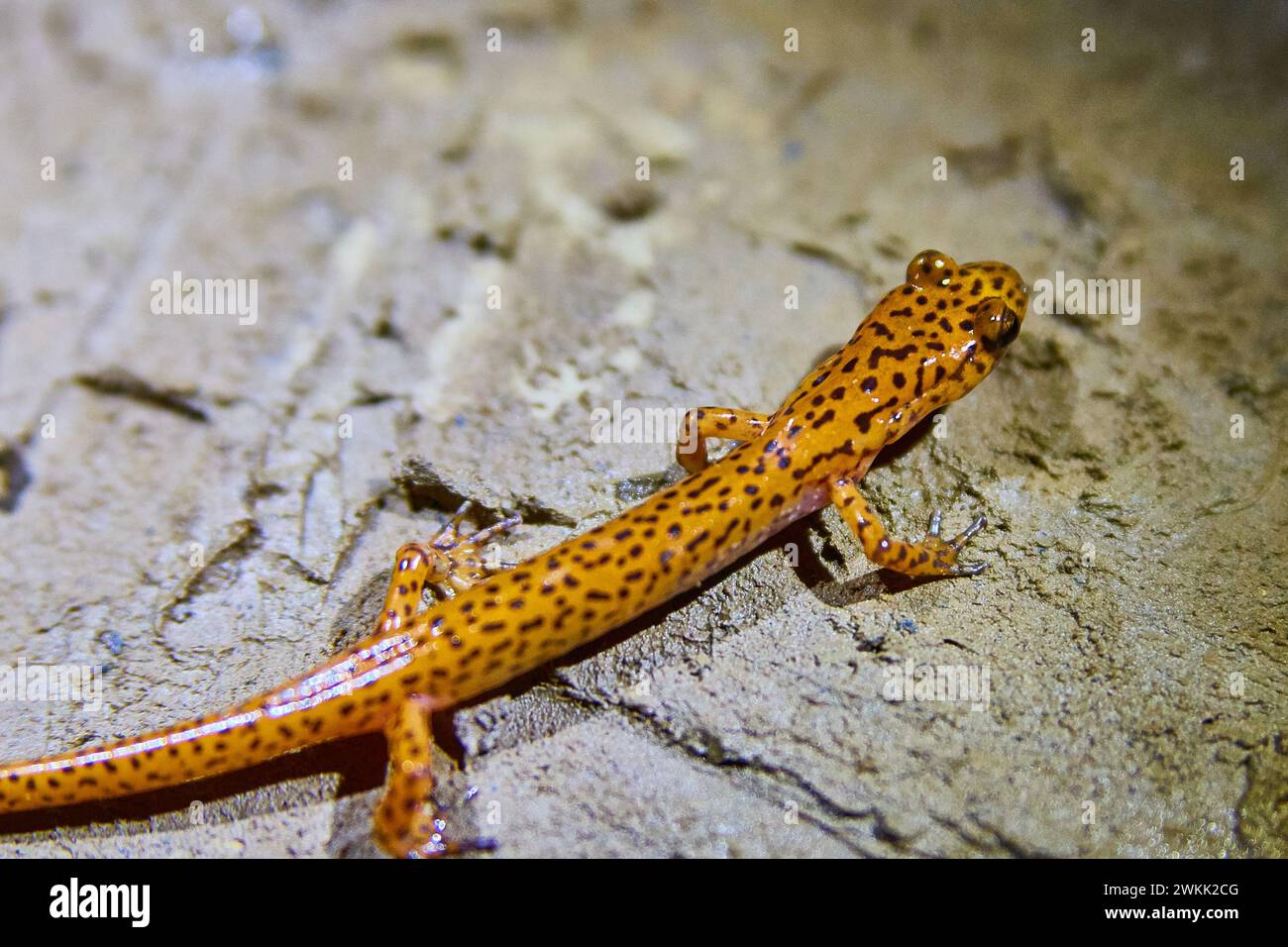 Vibrant Orange Spotted Salamander Close-Up in Natural Habitat Stock ...