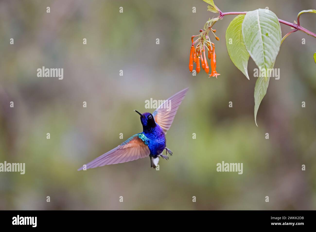 Velvet Purple Coronet feeding on a flower in Colombia South America ...