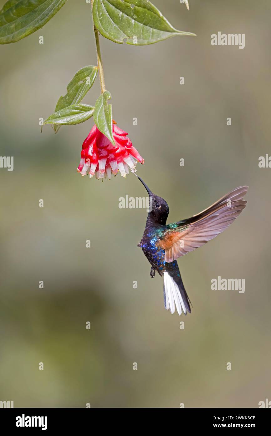 Velvet Purple Coronet feeding on a flower in Colombia South America ...