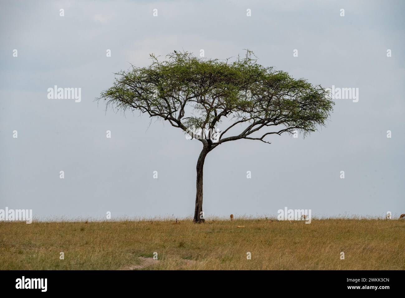 Umbrella Thorn tree in the Maasai Mara Reserve, Kenya East Africa Stock ...