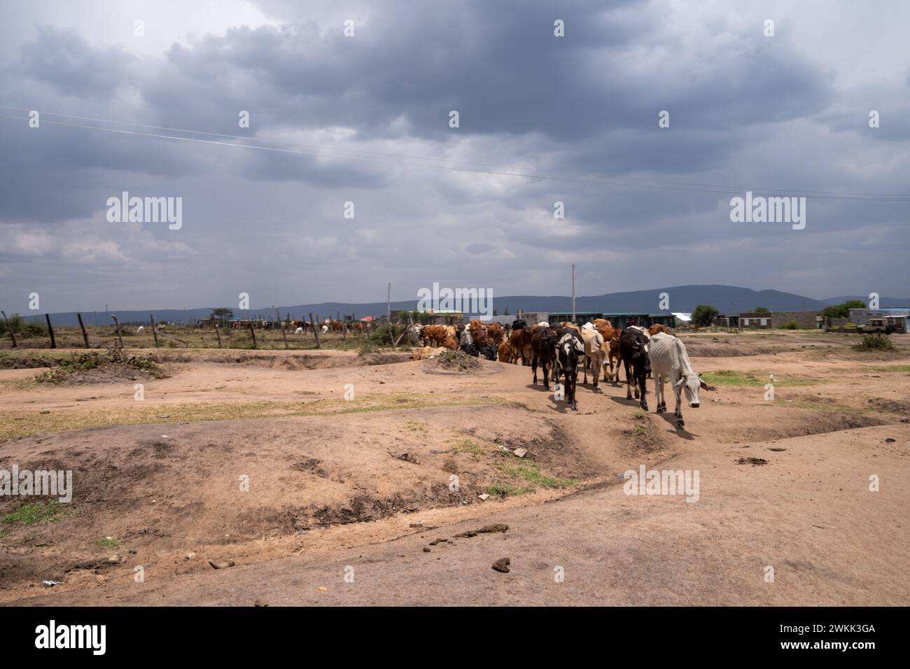 Cows in a rural Kenyan village Stock Photo - Alamy